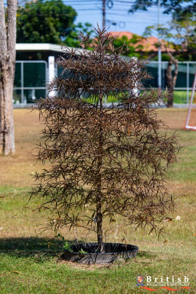 Eco Week Special: Trees glorious trees! | British International School ...