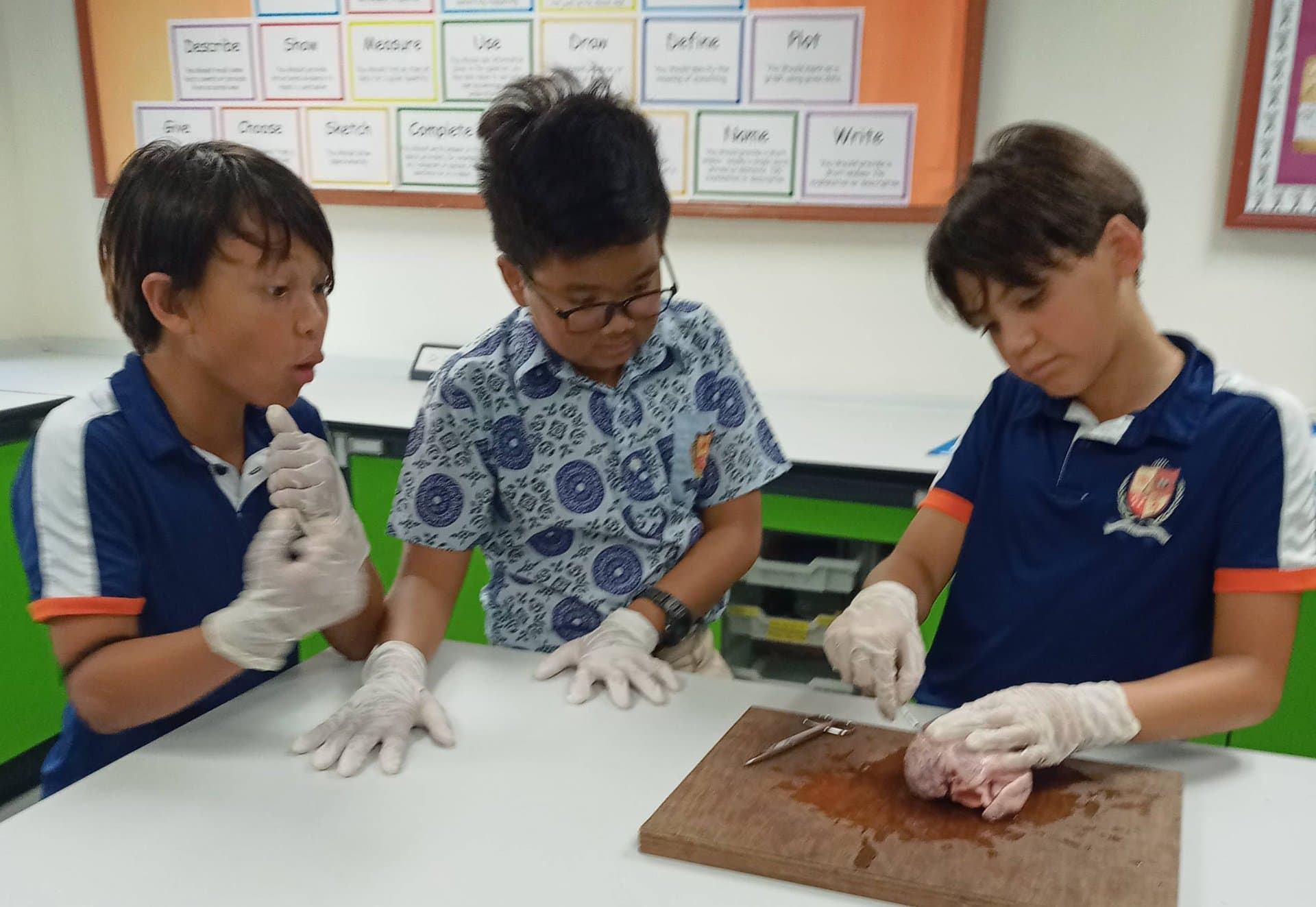 Year 6 Students Explore the Science of the Heart | British ...