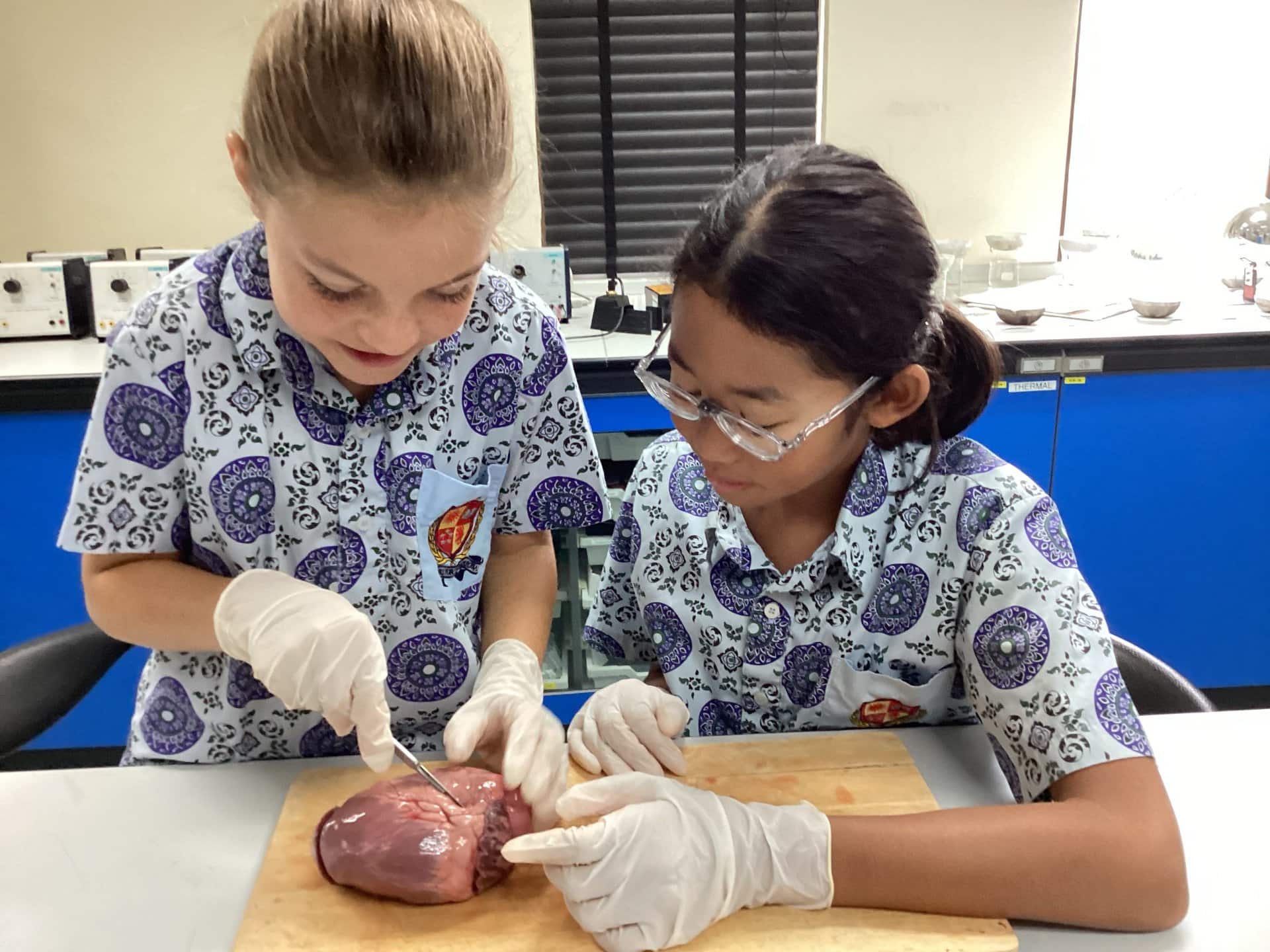 BISP Year 6 Dissect Pig Hearts - A Student’s Perspective | British ...