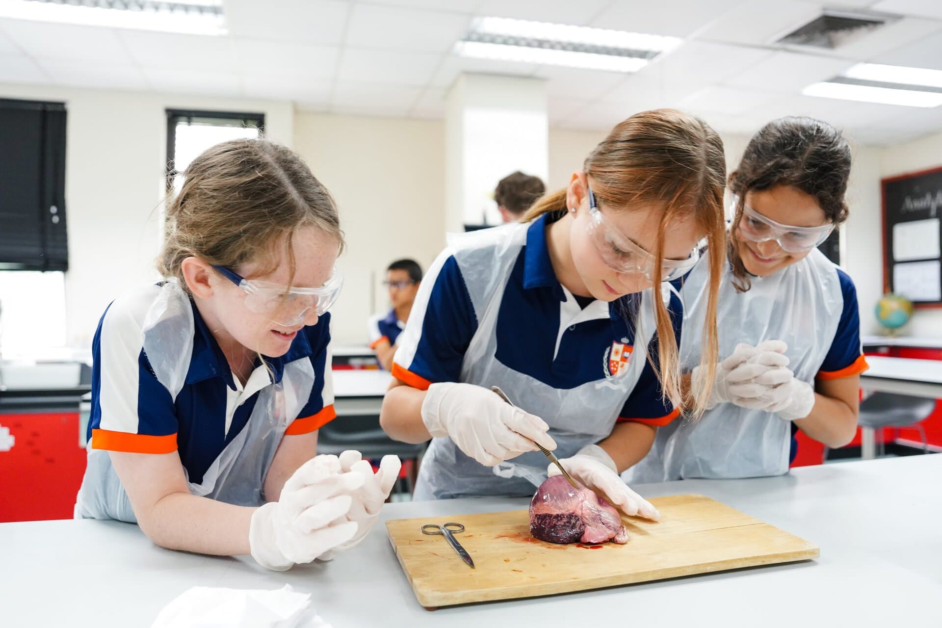 Year 6 Explore the Heart and Circulatory System | British International ...