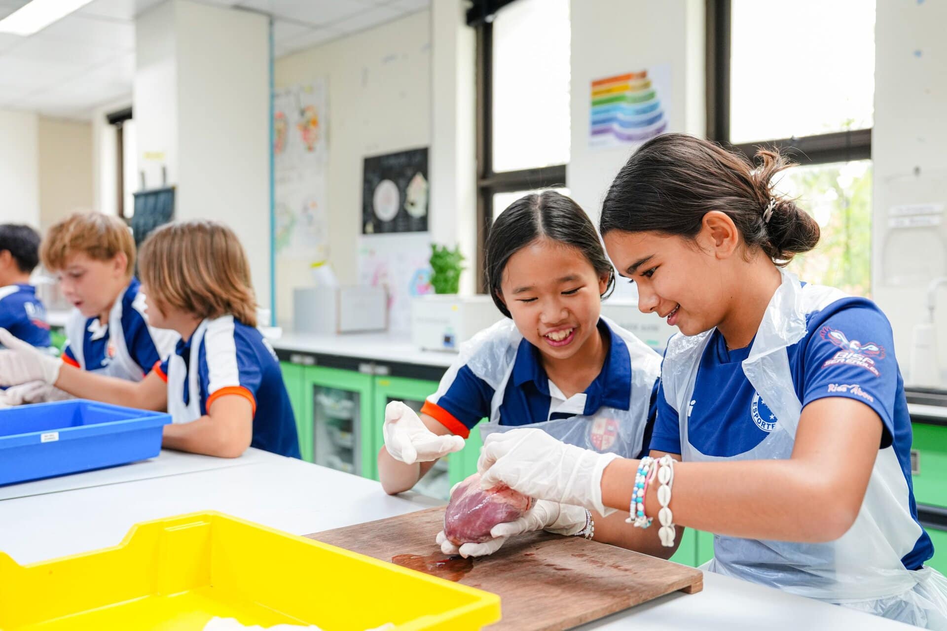 Year 6 Explore the Heart and Circulatory System | British International ...